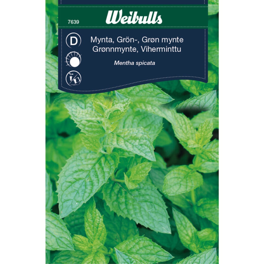 Frø, Mynte, grøn - Silvan