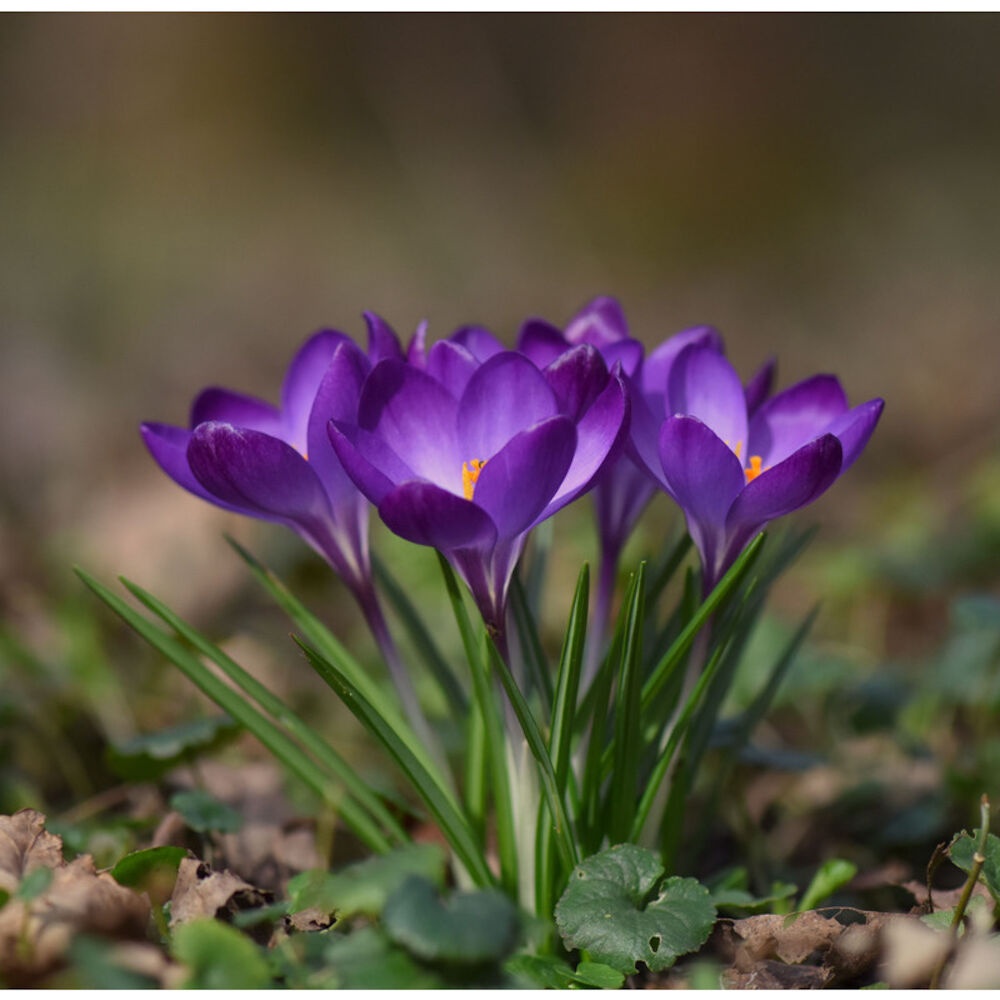 Krokus, blå, Ø9 cm - Silvan