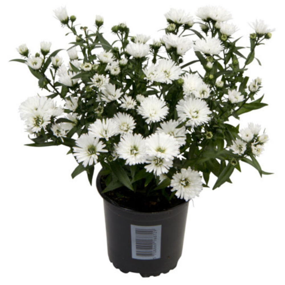Asters Victoria, Ø11 cm - Silvan