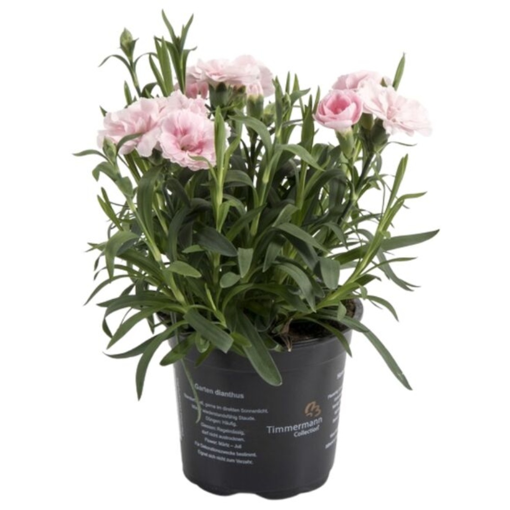Nellike, Dianthus caryophyllus, Ø10,5 cm - Silvan