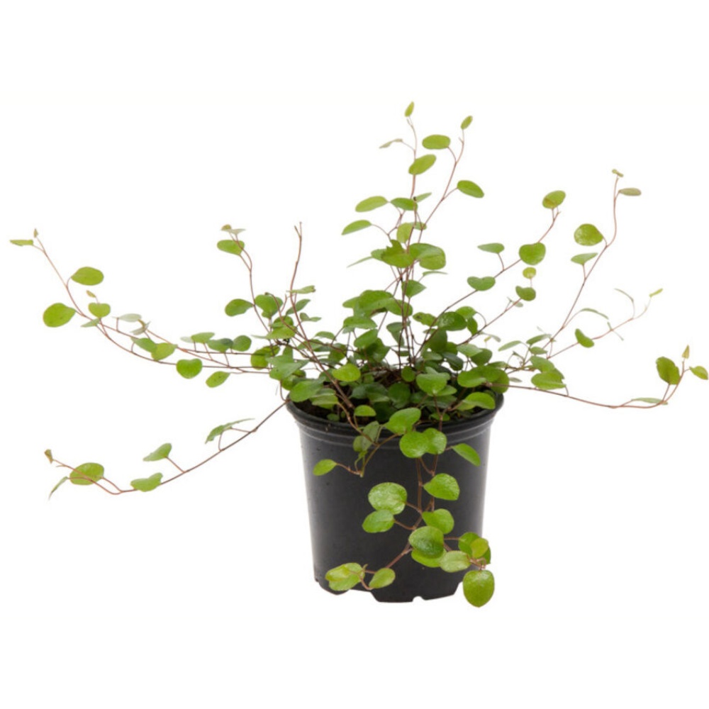 Pletter i luften, muehlenbeckia complexa, Ø11 cm - Silvan