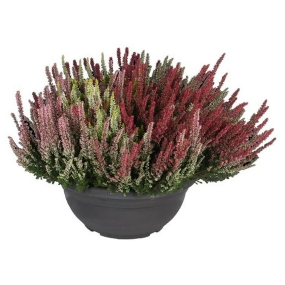 Efterårslyng, Calluna High Five, Ø23 cm - Silvan