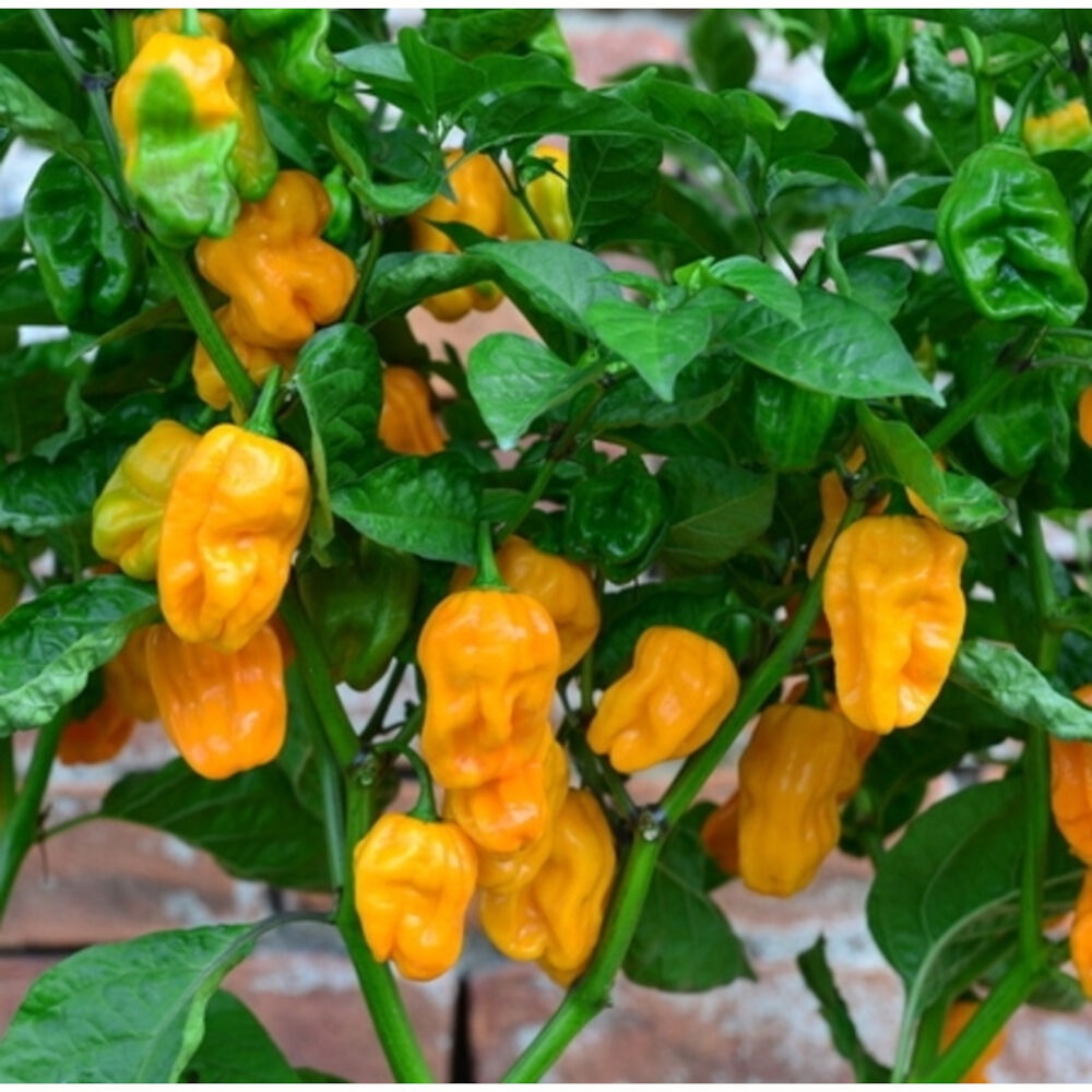 Økologisk chiliplante, Numex Suave Orange, Ø11,5 cm - Silvan