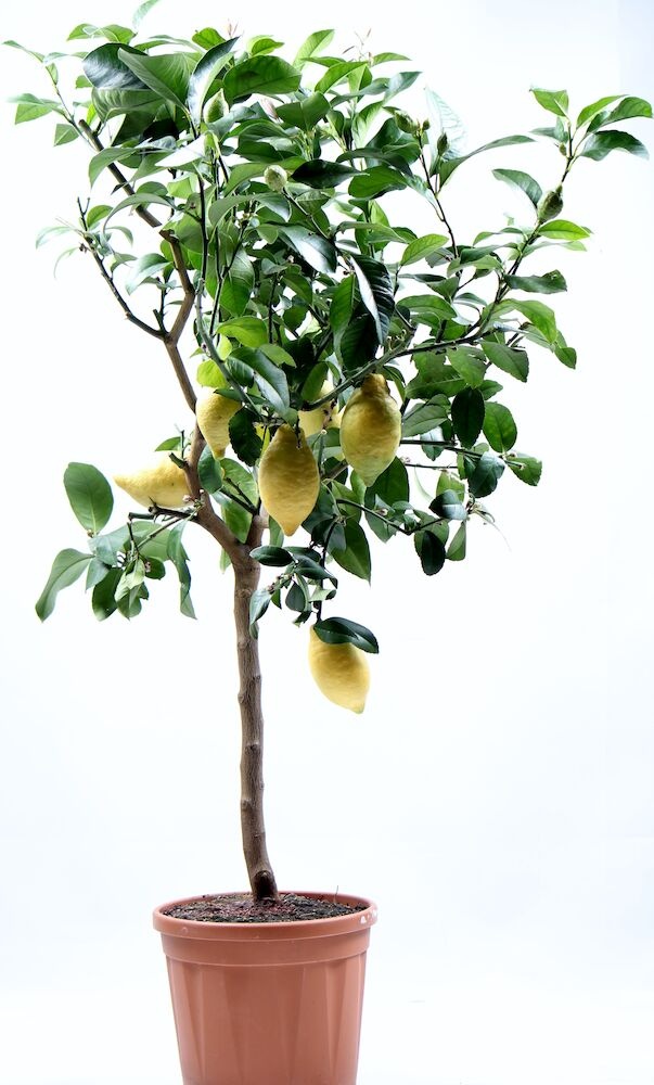 Citrontræ, Citrus limon, Ø25-28 cm - Køb Frugttræer & bærbuske online