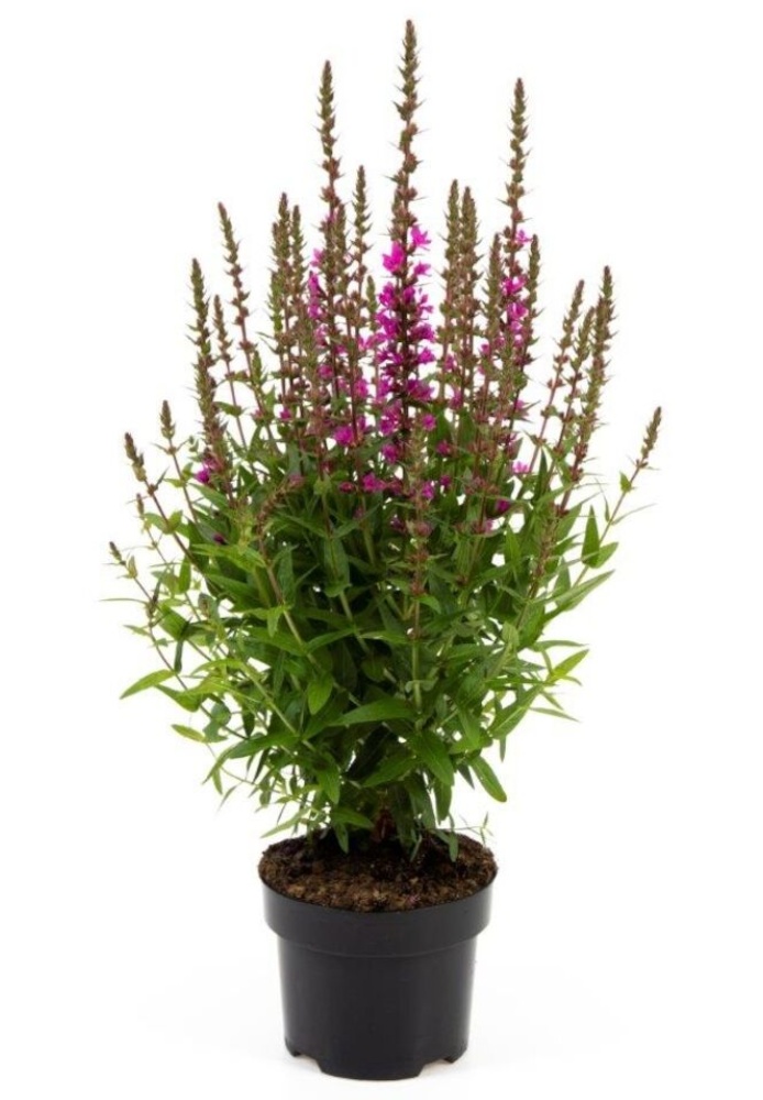 Kattehale, Lythrum salicaria, Ø21 cm - Silvan