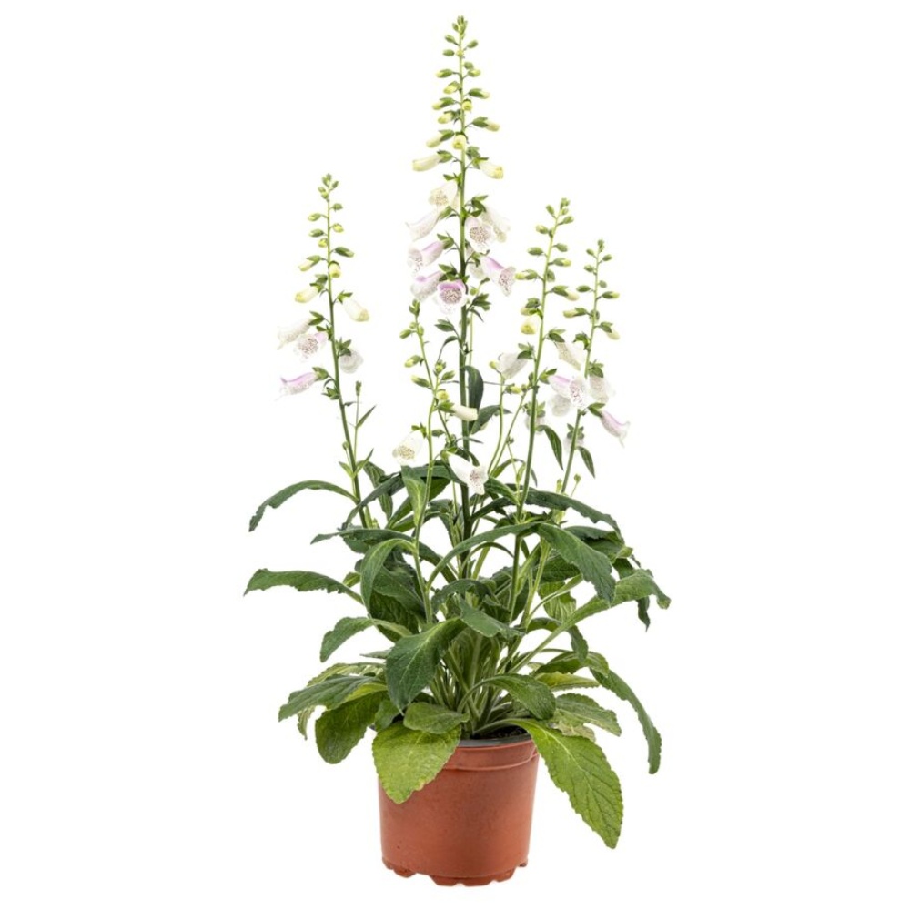 Fingerbøl, Digitalis Hybrida, Ø17 cm - Køb Haveplanter online