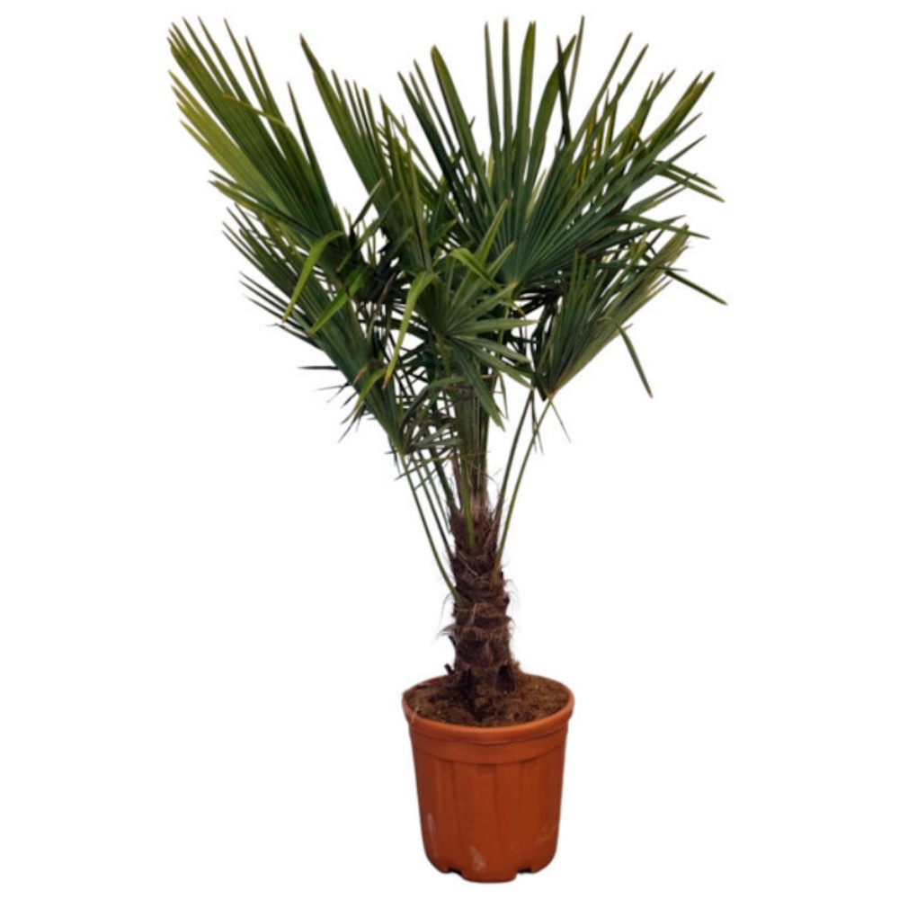 Palme,Trachycarpus, Ø40 cm - Silvan
