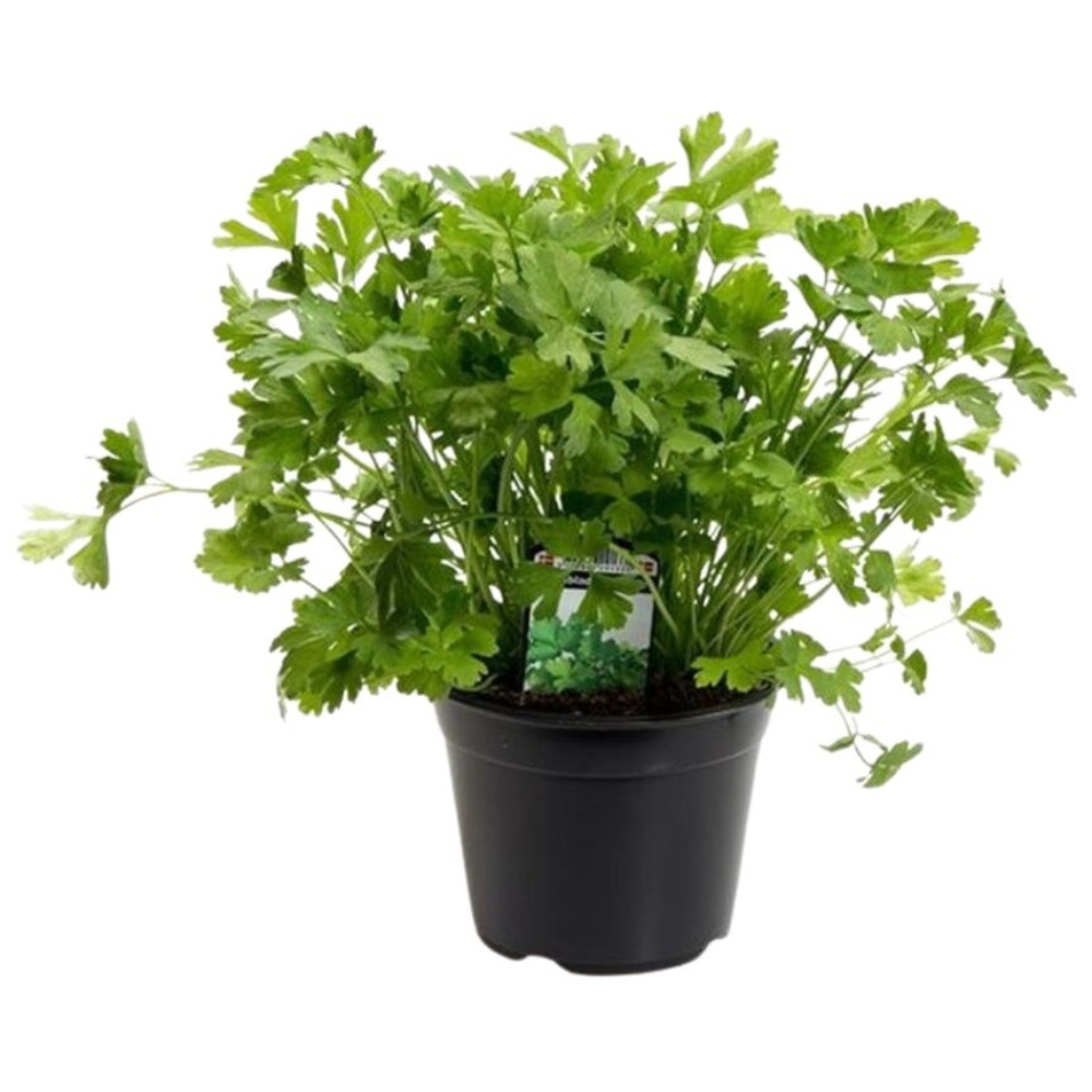 Dansk bredbladet persille, Ø14 cm - Silvan