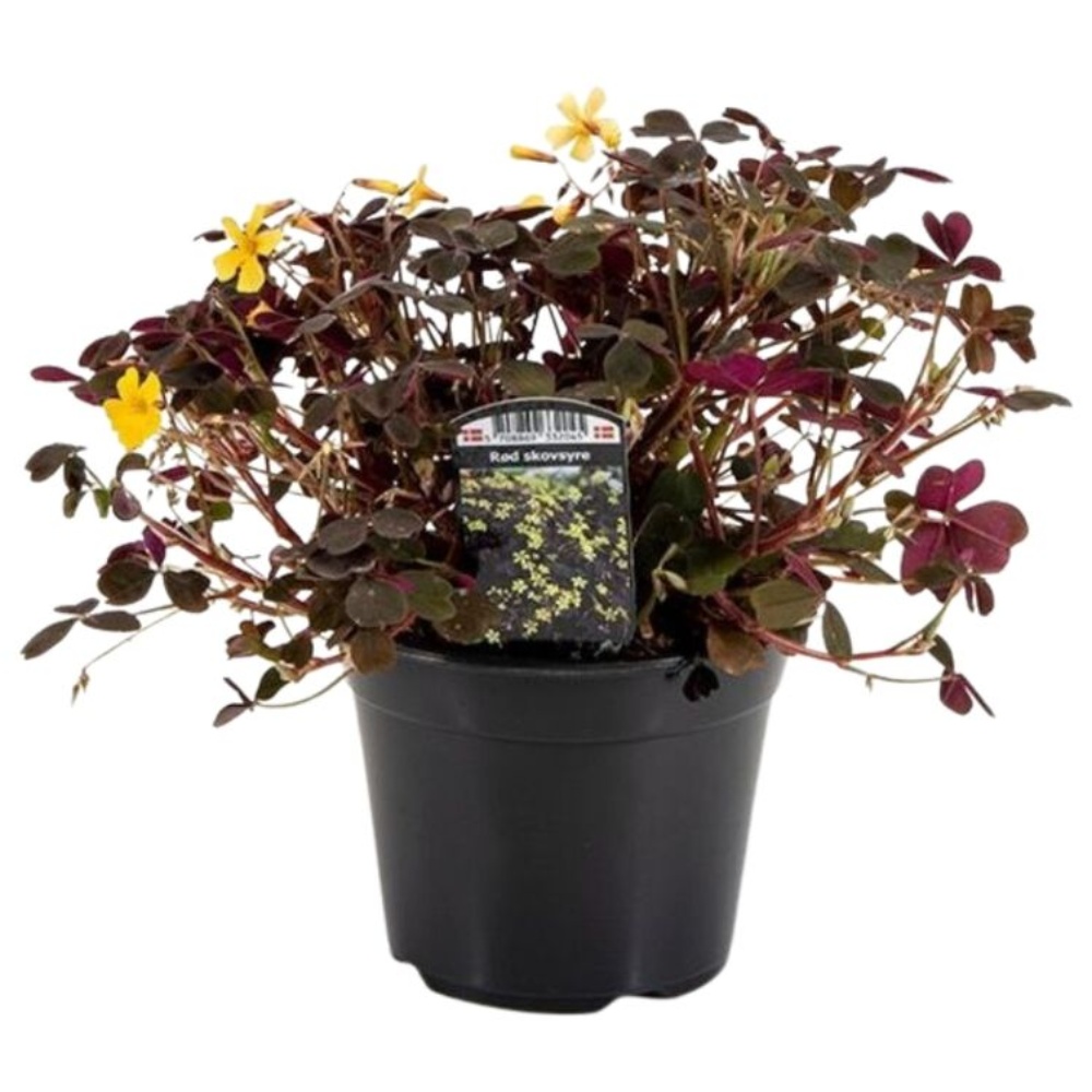 Dansk skovsyre, Ø14 cm - Silvan