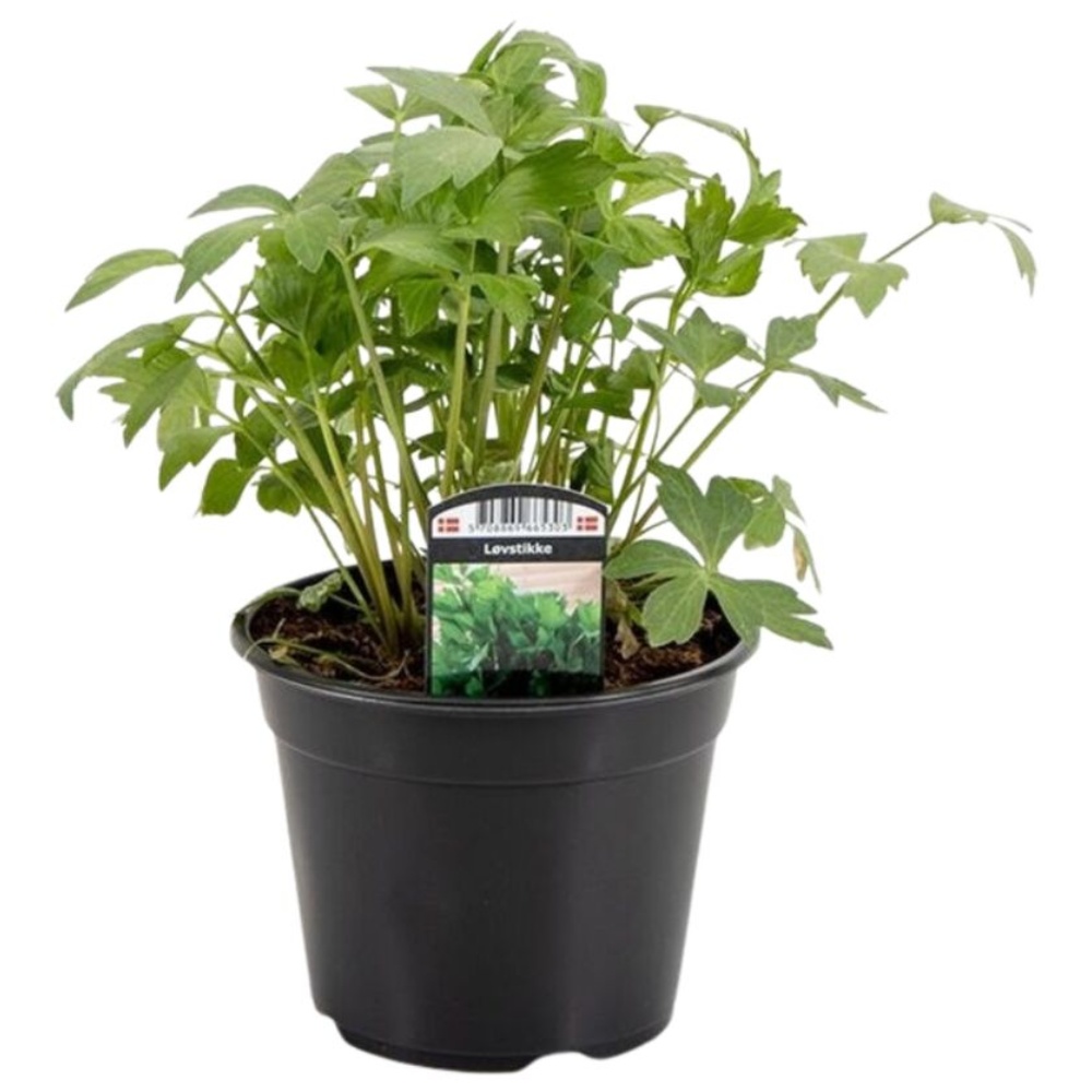 Dansk løvstikke, Ø14 cm - Silvan