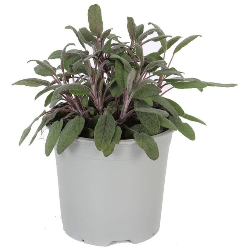 Italiensk salvie, Ø14 cm - Silvan