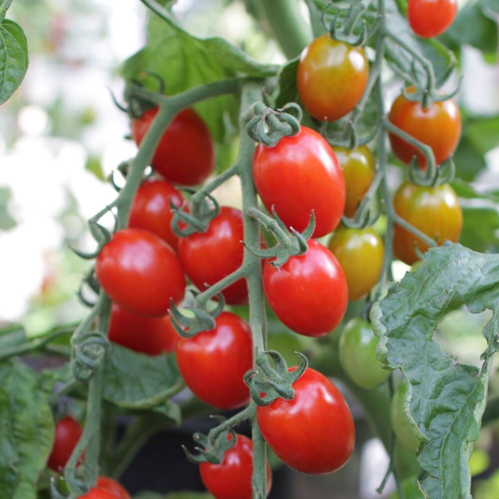 Økologisk tomatplante, Luna, Ø11,5 cm - Silvan