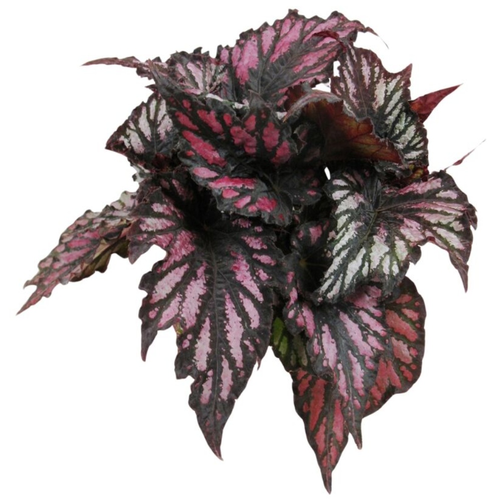 Kongebegonia, Begonia Rex-Hybrid 'Royal Rubin', Ø13,5 cm - Silvan