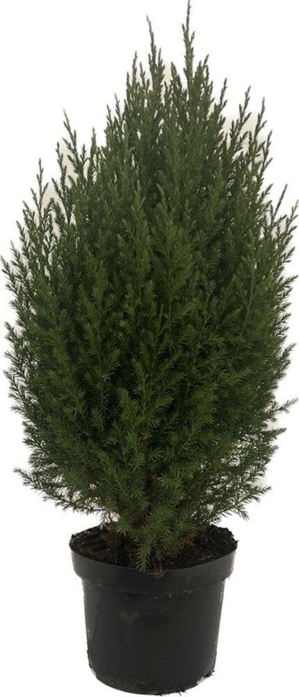 Kinesisk enebær, Juniperus chinensis 'Stricta', Ø23 cm - Køb ...