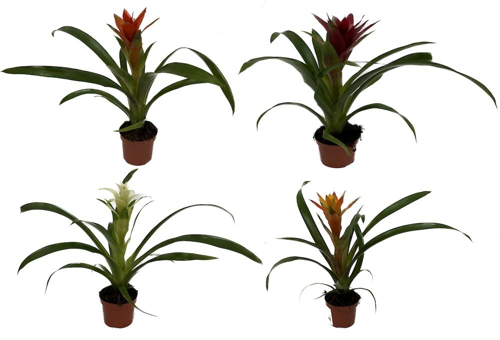 Juvelblomst, Guzmania mix, Ø12 cm - Silvan