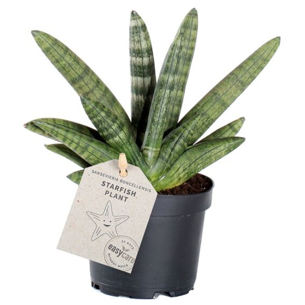 Bajonetplante, Sansevieria boncellensis, Ø9 cm - Køb Stueplanter online