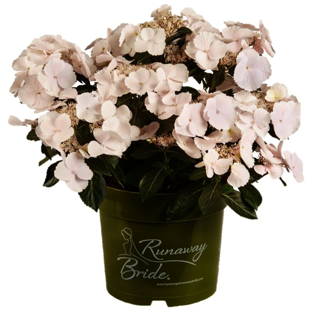 Hortensia, Hydrangea Macrophylla Runaway Bride, Ø13 cm - Silvan