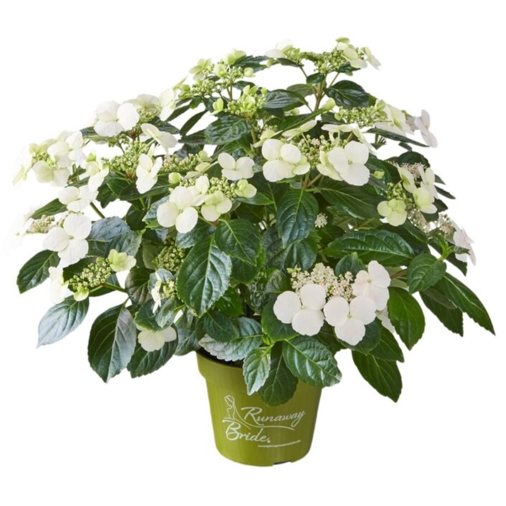 Hortensia, Hydrangea Macrophylla Runaway Bride, Ø23 cm - Silvan