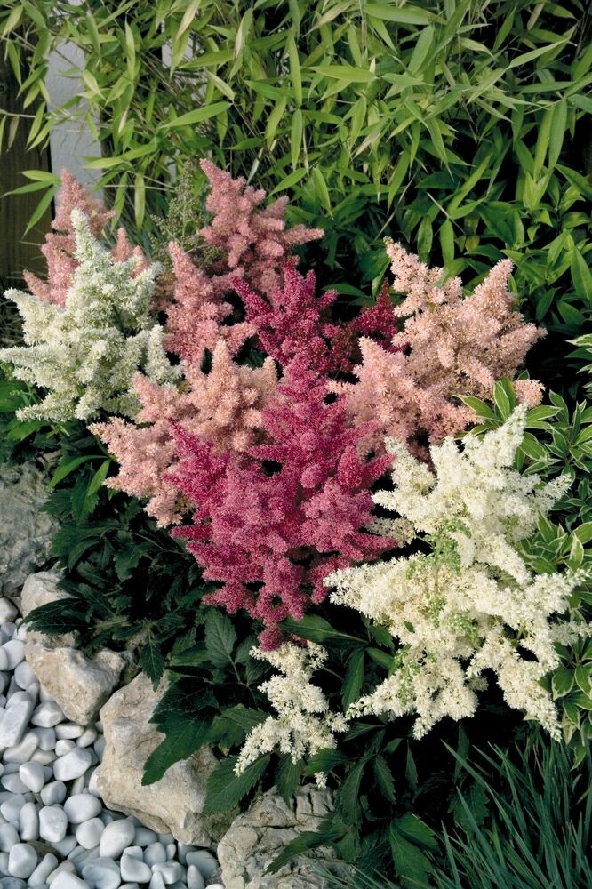 Falsk spirea, Astilbe arendsii hybrid, Ø21 cm - Silvan