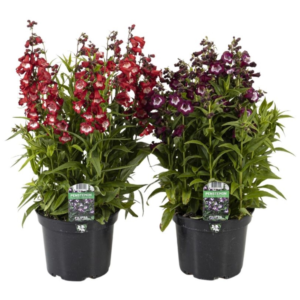 Rørblomst, Penstemon hybrid, Ø21 cm - Silvan