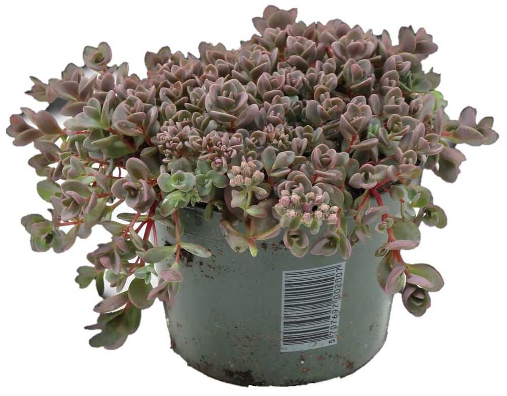 Japansk stenurt, Sedum cauticola Lidakens, Ø12 cm - Køb Haveplanter online