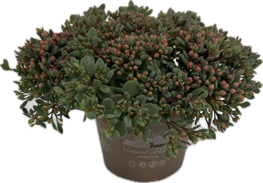 Japansk stenurt, Sedum cauticola pink, Ø12 cm - Køb Haveplanter online