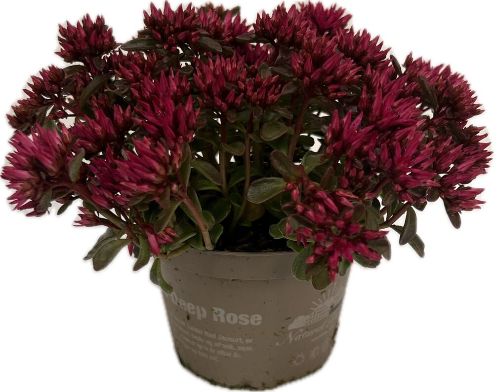 Stenurt, Sedum spurium deep rose, Ø12 cm - Silvan