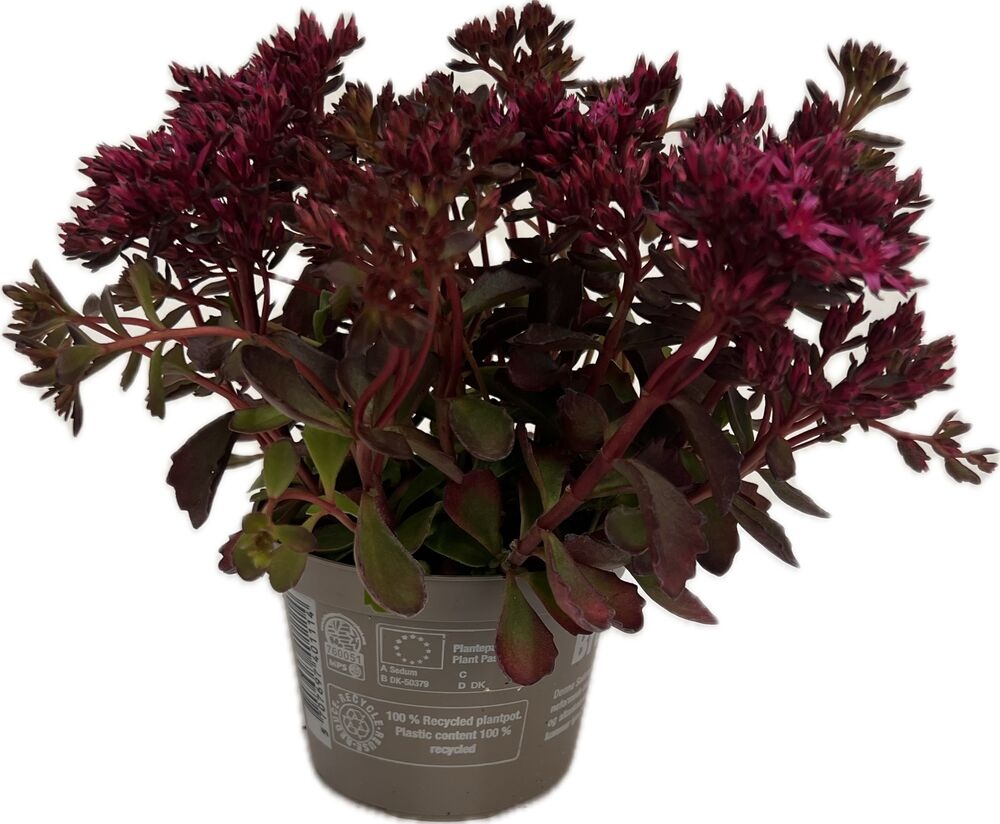 Stenurt, Sedum brown sugar, Ø12 cm - Silvan