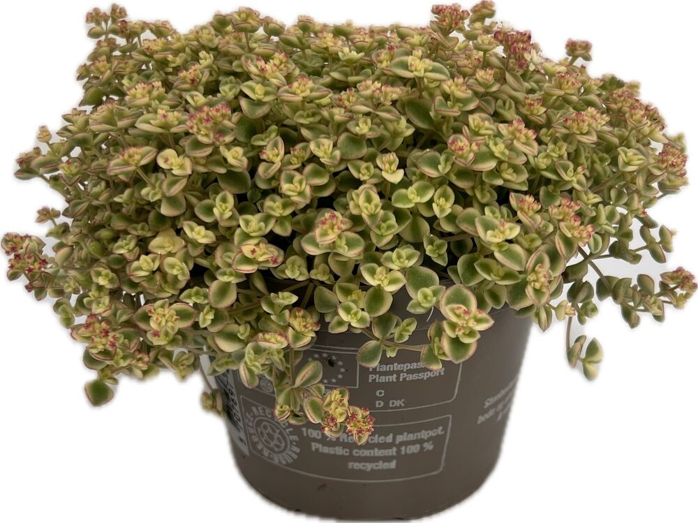 Stenurt, Sedum little missy, Ø12 cm - Silvan