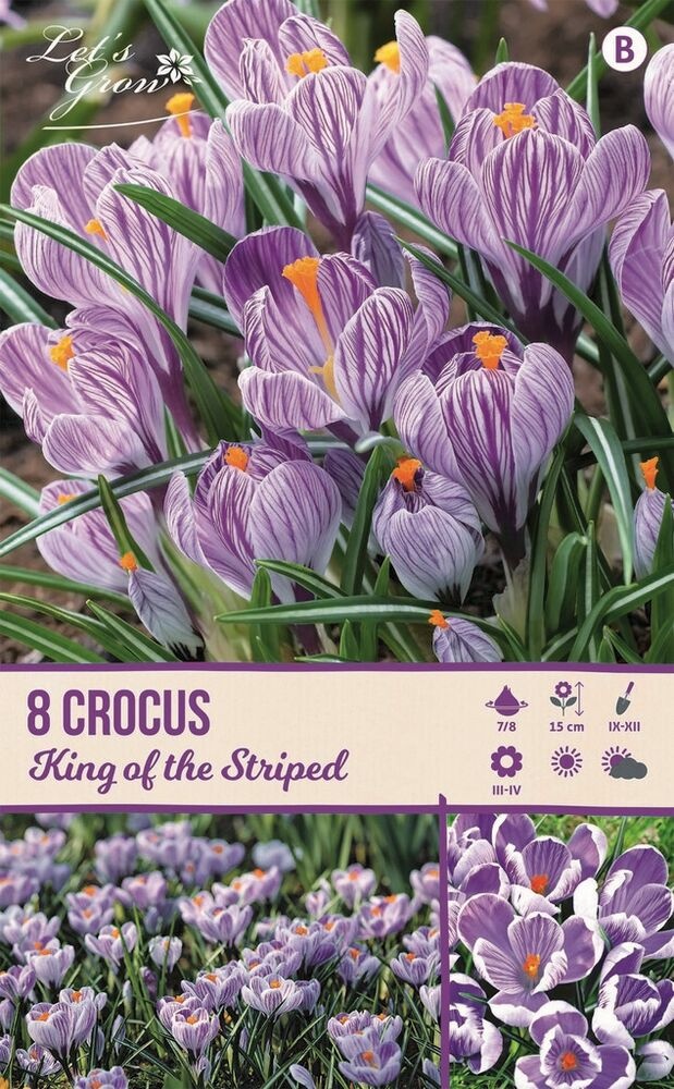 Blomsterløg, krokus, Crocus King of Striped - Silvan