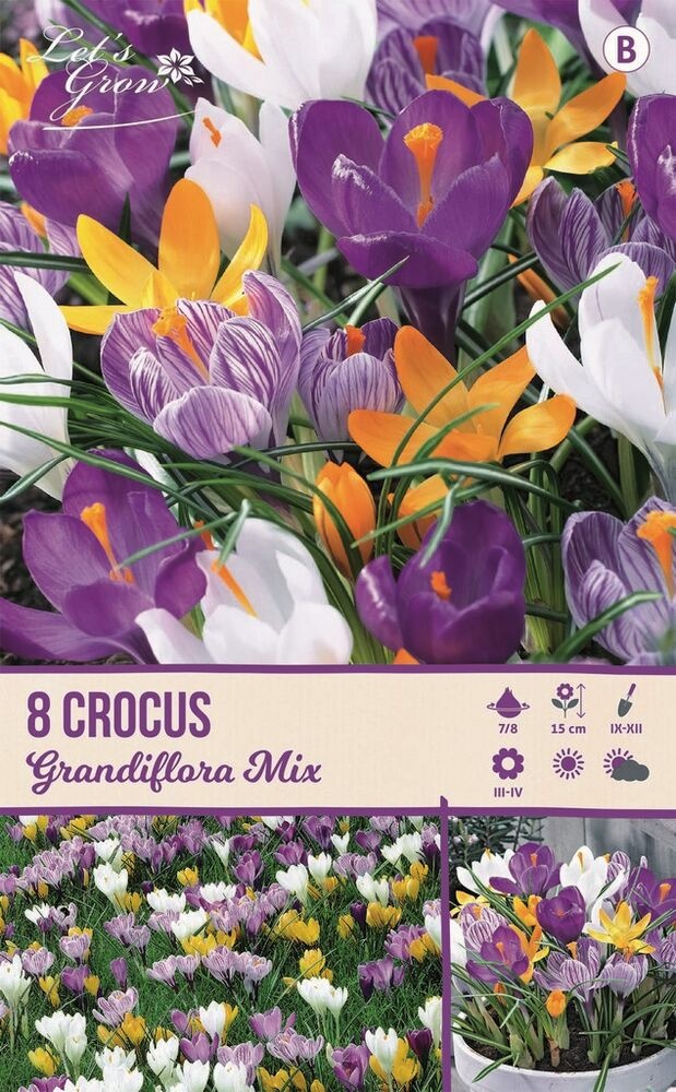 Blomsterløg, krokus, Crocus Grandiflora Mix - Silvan