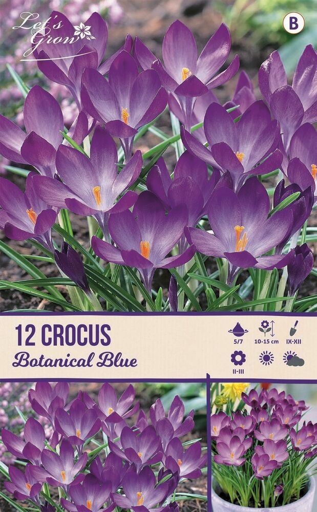 Blomsterløg, krokus, Crocus Botanical Blue - Silvan