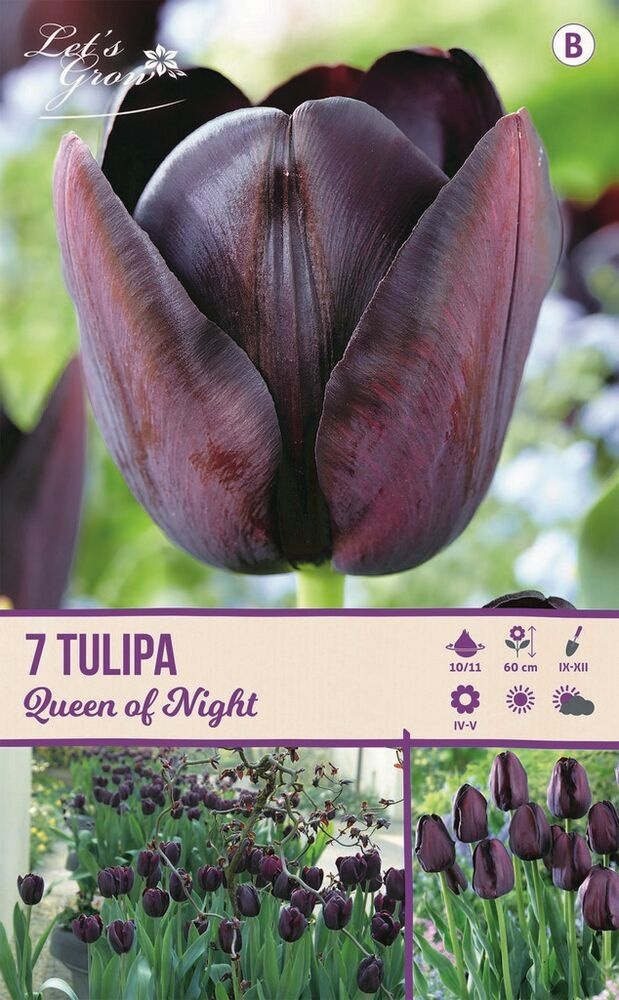 Blomsterløg, tulipan, Tulipa Queen of Night - Silvan