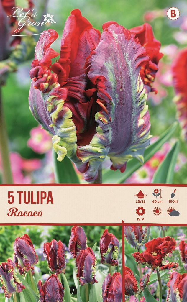 Blomsterløg, tulipan, Tulipa Rococo - Køb Blomsterløg & blomsterfrø online