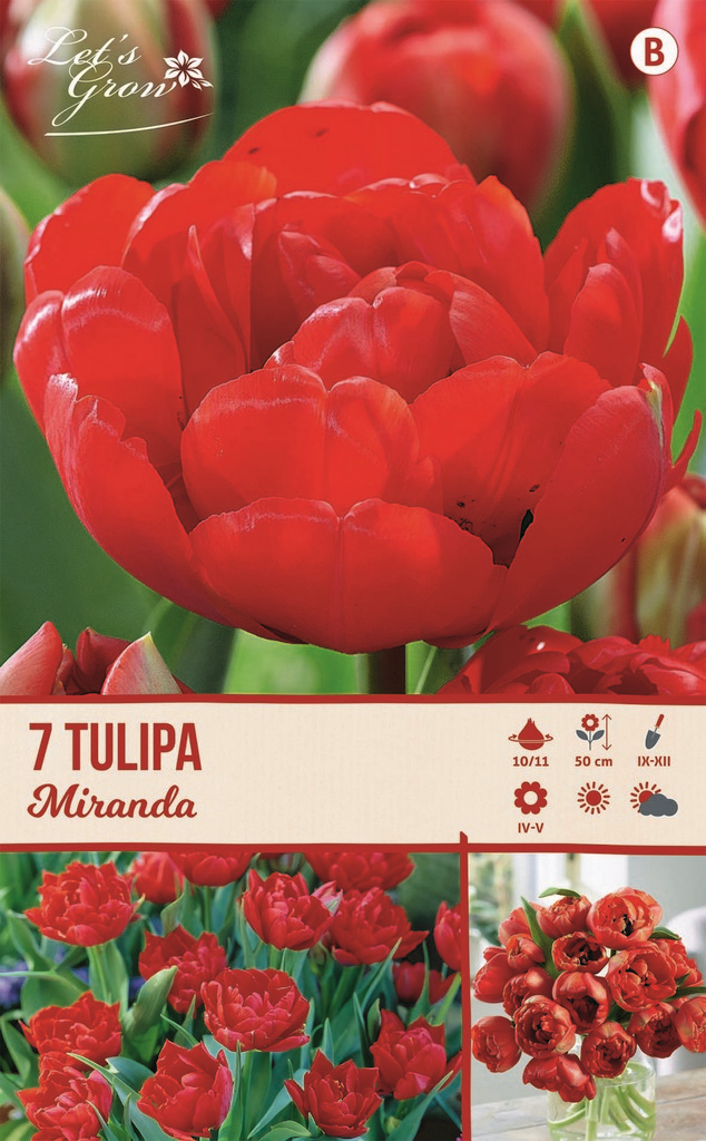 Blomsterløg, tulipan, Tulipa Miranda - Køb Blomsterløg & blomsterfrø online