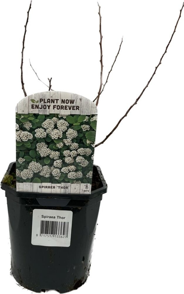 Spiræa, Spiraea betulifolia Thor, Ø17 cm - Silvan