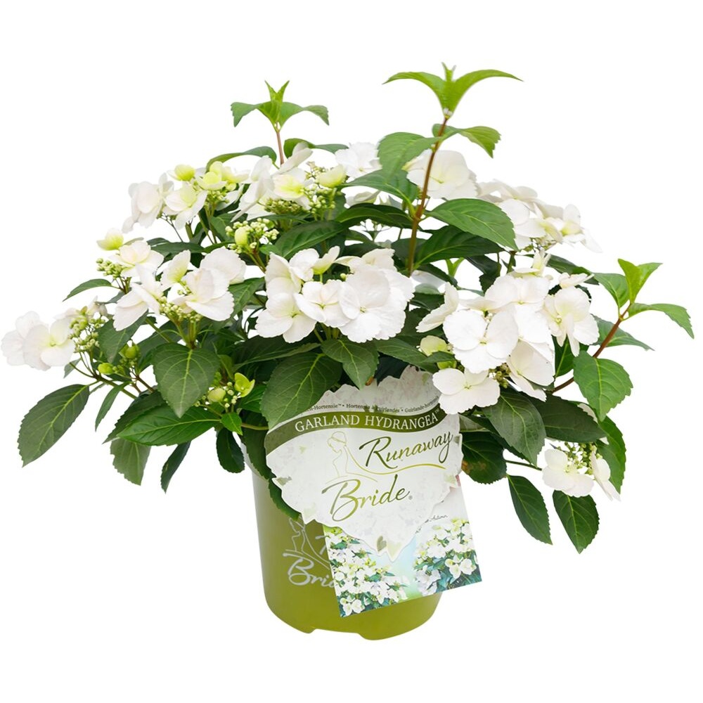 Hortensia, Hydrangea macrophylla Runaway Bride, Ø19 cm - Silvan