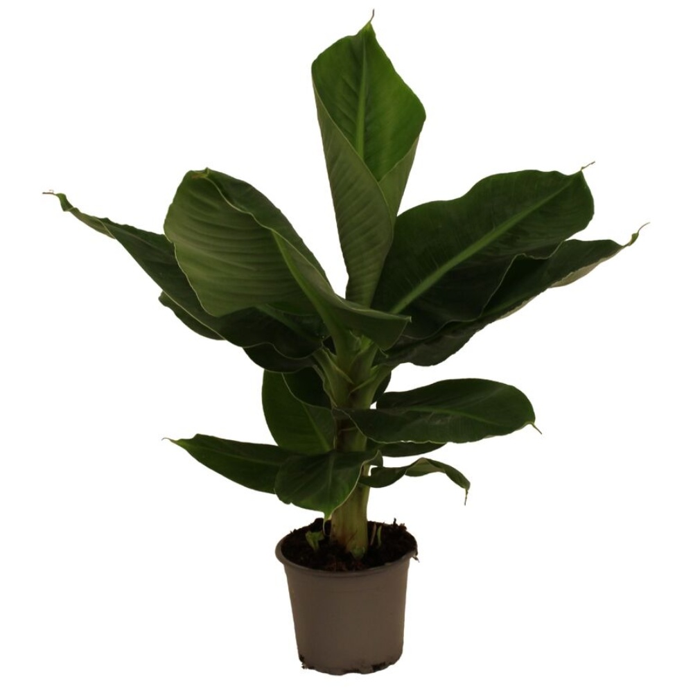 Bananpalme, Musa acuminata, Ø12 cm - Silvan