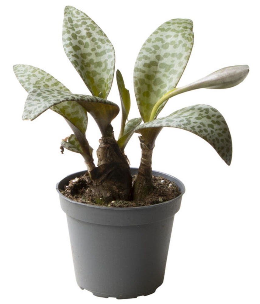 Sølvskælm, Ledebouria Socialis, Ø6 cm - Silvan