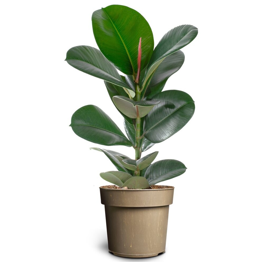 Gummitræ, Ficus elastica Sofia, Ø17 cm - Silvan