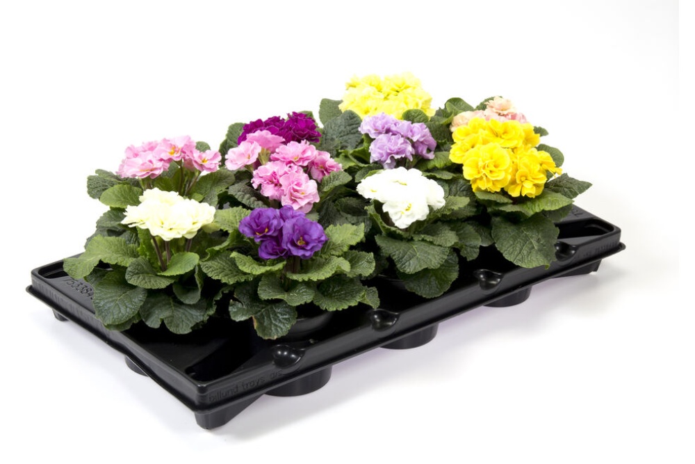 Primula Princess, Mix, Ø11 cm - Silvan