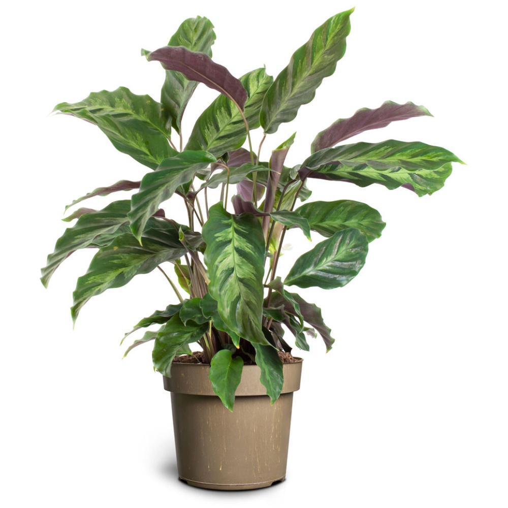 Calathea Misto, Ø17 cm - Silvan